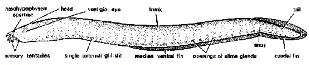Agnatha Digestive System